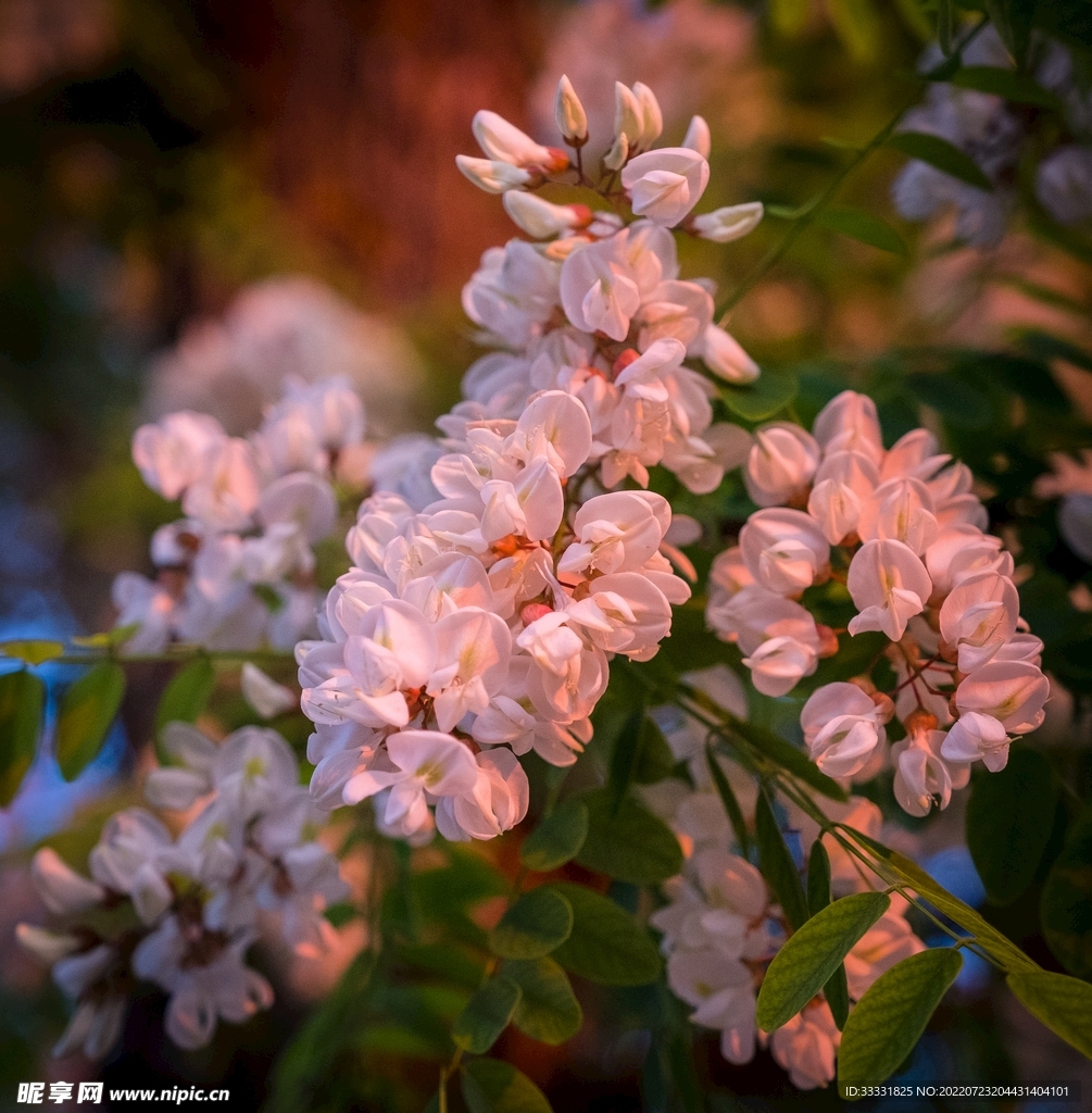 樱花摄影图__花草_生物世界_摄影图库_昵图网nipic.com