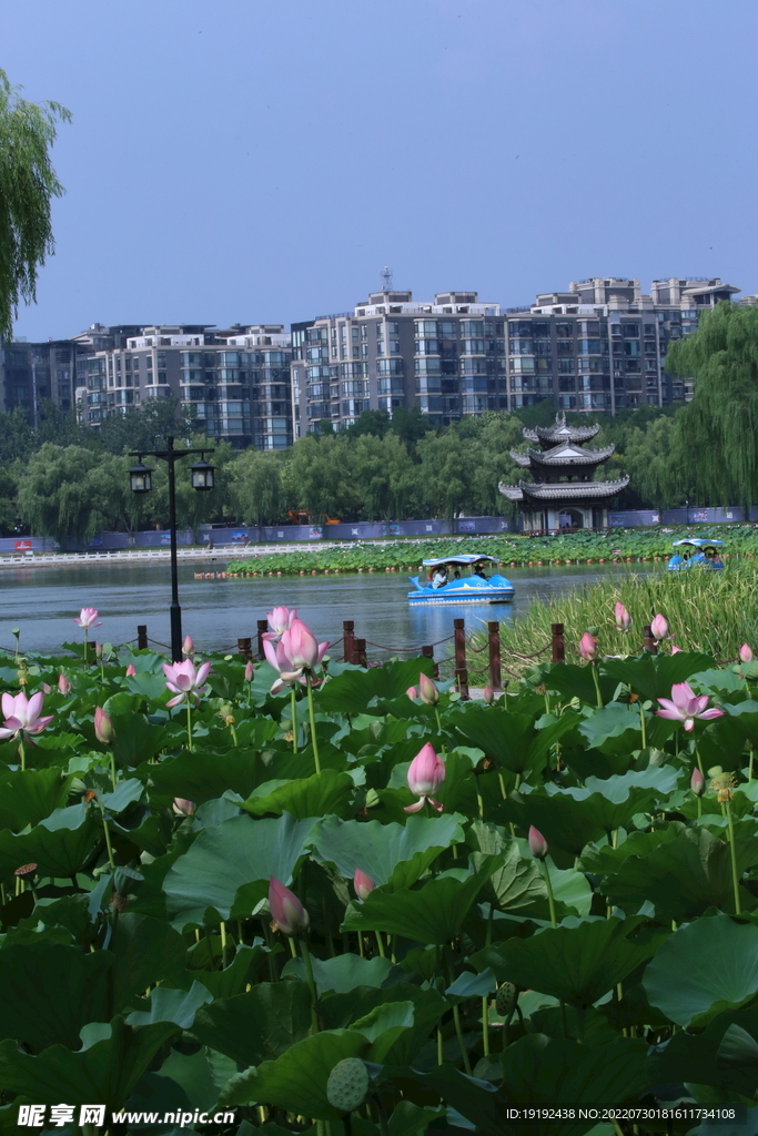 荷叶荷花 摄影图__花草_生物世界_摄影图库_昵图网