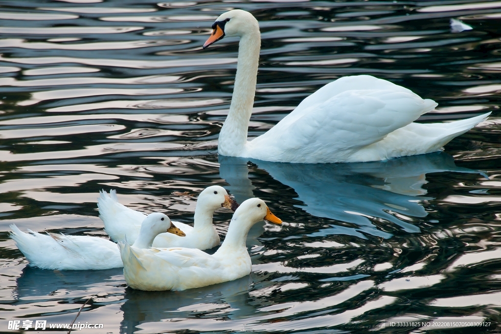 天鹅摄影图__野生动物_生物世界_摄影图库_昵图网