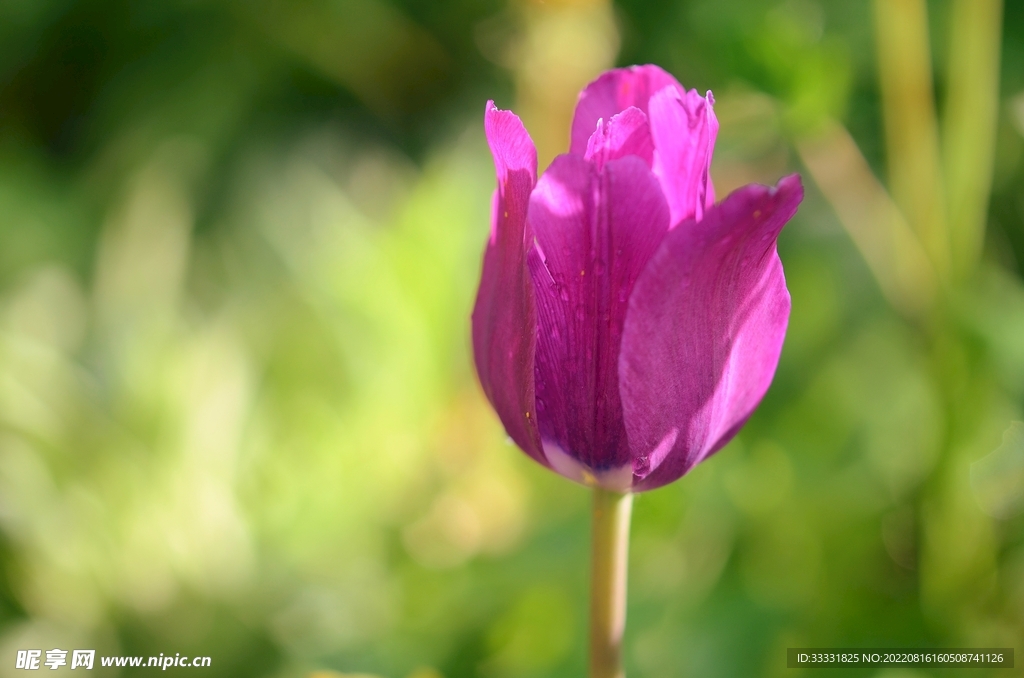 郁金香摄影图__花草_生物世界_摄影图库_昵图网