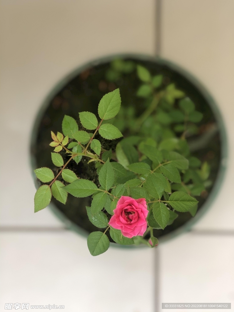 玫瑰摄影图花草生物世界摄影图库昵图网