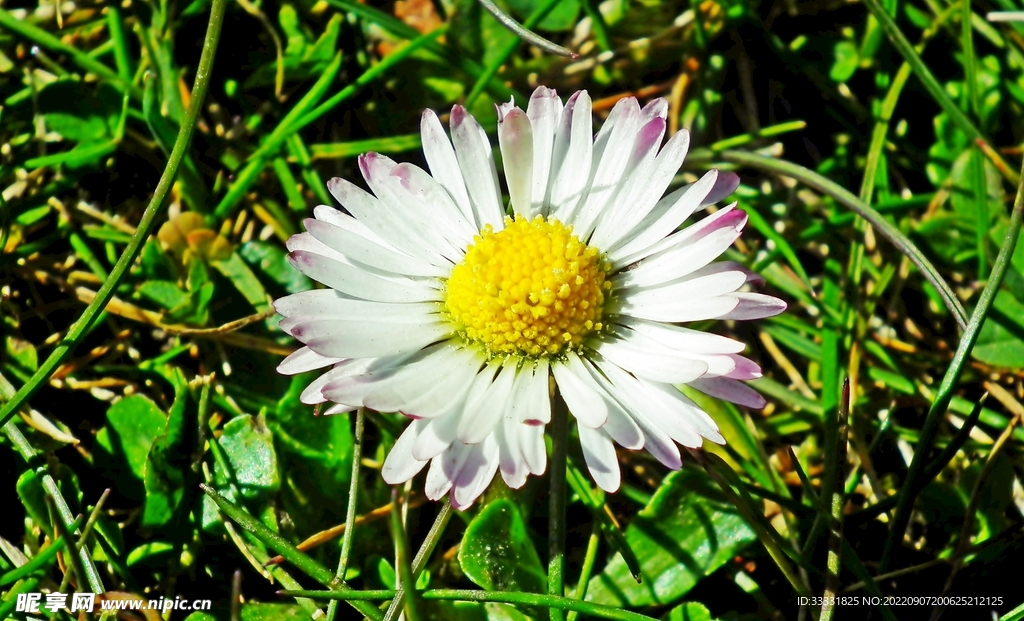 雏菊摄影图__花草_生物世界_摄影图库_昵图网