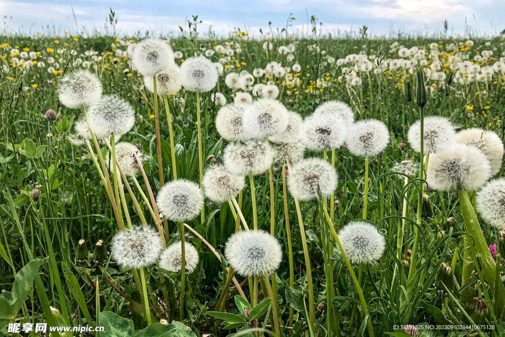 蒲公英摄影图__花草_生物世界_摄影图库_昵图网nipic.com