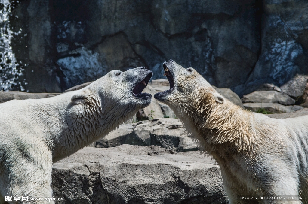 北极熊摄影图__野生动物_生物世界_摄影图库_昵图网