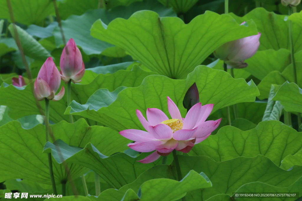 荷花荷叶 摄影图__花草_生物世界_摄影图库_昵图网
