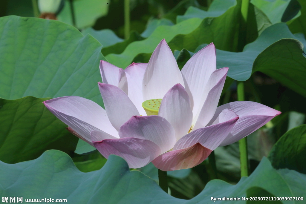 荷花荷叶 摄影图__花草_生物世界_摄影图库_昵图网