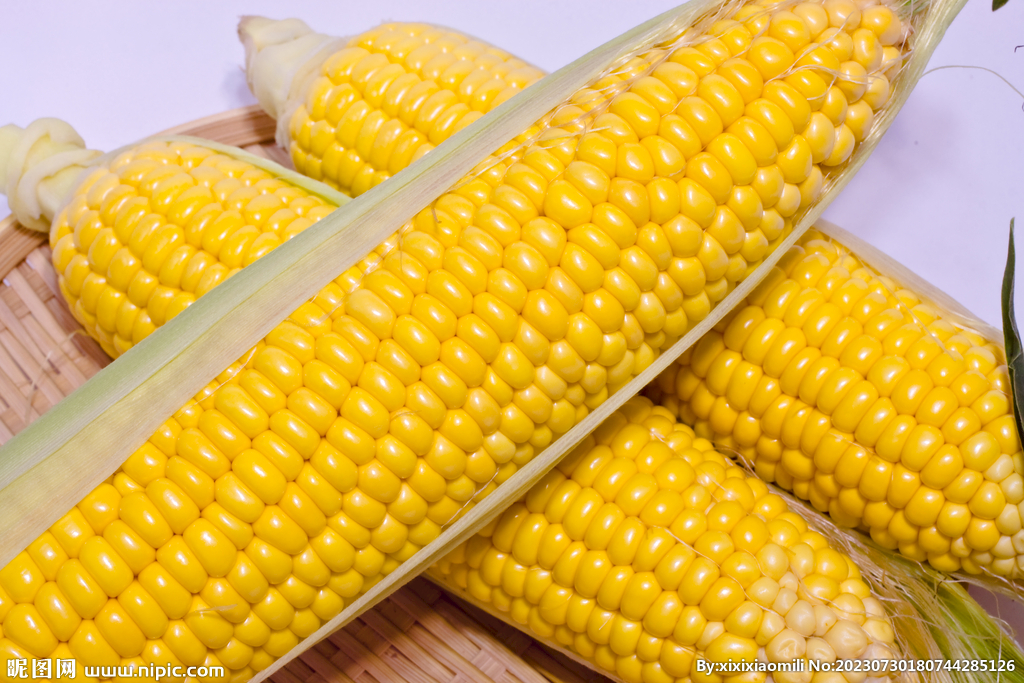 玉米摄影图蔬菜生物世界摄影图库昵图网