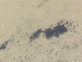 小蝌蚪素材-小蝌蚪图片-小蝌蚪设计模板-昵图网